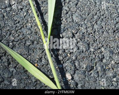 common soft brome (Bromus hordeaceus Stock Photo - Alamy