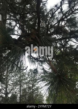 Western Gall Rust (Cronartium harknessii Stock Photo - Alamy