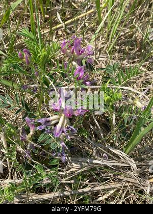 Ground-plum (Astragalus crassicarpus Stock Photo - Alamy