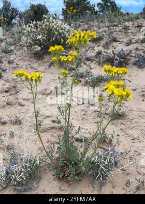 Lobeleaf Groundsel (Packera multilobata Stock Photo - Alamy