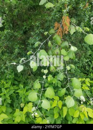 mustang grape (Vitis mustangensis Stock Photo - Alamy