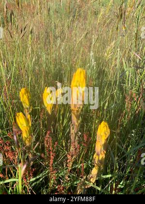 golden Indian paintbrush (Castilleja levisecta Stock Photo - Alamy