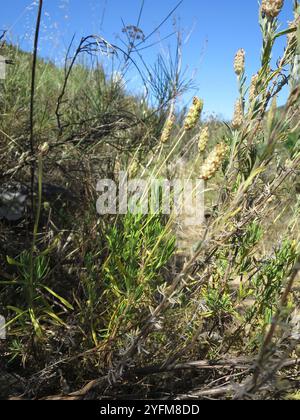 Yellow Lavender (Lavandula viridis Stock Photo - Alamy
