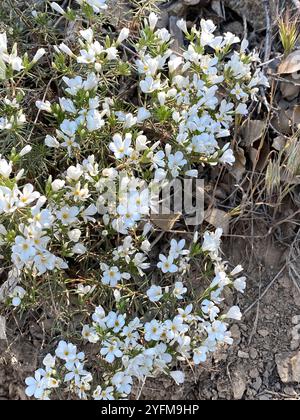 Many-flowered Linanthus (Leptosiphon floribundus Stock Photo - Alamy