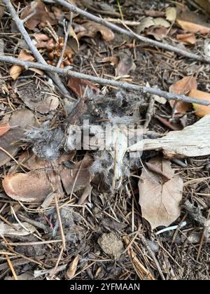 Mice, Rats, and Hamsters (Myomorpha Stock Photo - Alamy