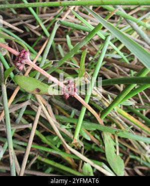 monarch redstem (Ammannia baccifera Stock Photo - Alamy