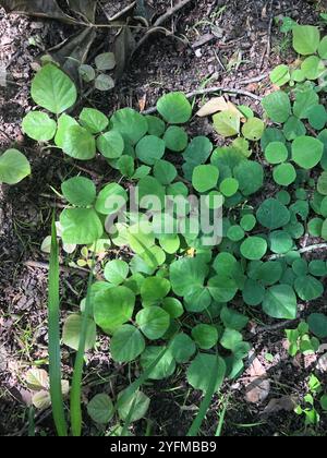 Round-leaved Trailing Tick-trefoil (Desmodium rotundifolium Stock Photo ...