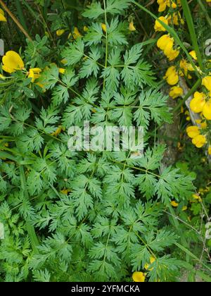 Fernleaf Biscuitroot (Lomatium dissectum Stock Photo - Alamy