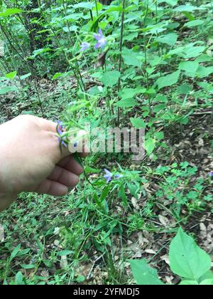 Colorado Venus' Looking-glass (Triodanis coloradoensis Stock Photo - Alamy