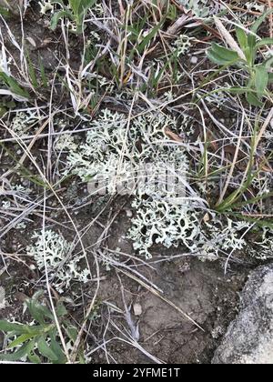 Tumbleweed Shield Lichen (Xanthoparmelia chlorochroa), Fungi, Garfield ...