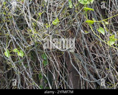Petawali (Tinospora crispa Stock Photo - Alamy