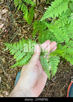 intermediate wood fern (Dryopteris intermedia Stock Photo - Alamy