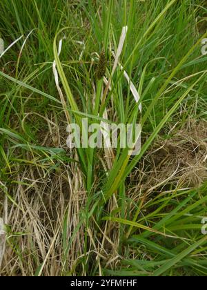 Carex vulpina L Carex vulpina L Stock Photo - Alamy