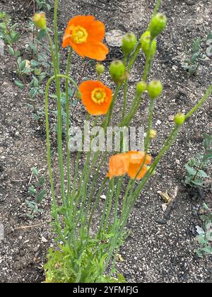 fire poppy (Papaver californicum Stock Photo - Alamy