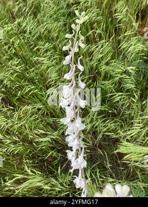 Prairie Larkspur (Delphinium carolinianum virescens) Plantae Stock ...