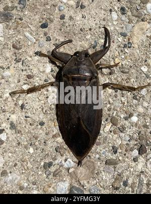 American Giant Water Bug (Lethocerus americanus) Insecta Stock Photo ...