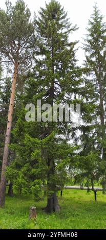 finnish spruce (Picea × fennica Stock Photo - Alamy