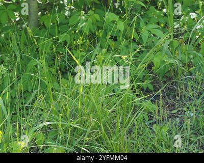 Swan's sedge (Carex swanii Stock Photo - Alamy