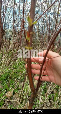 fire cherry (Prunus pensylvanica Stock Photo - Alamy