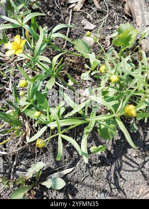 One-leaf buttercup (Ranunculus monophyllus Stock Photo - Alamy
