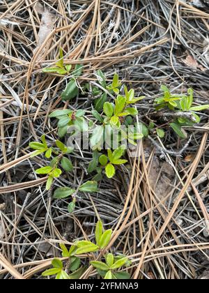 Oregon Boxwood (Paxistima myrsinites Stock Photo - Alamy