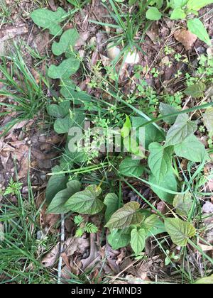 wild potato vine (Ipomoea pandurata Stock Photo - Alamy