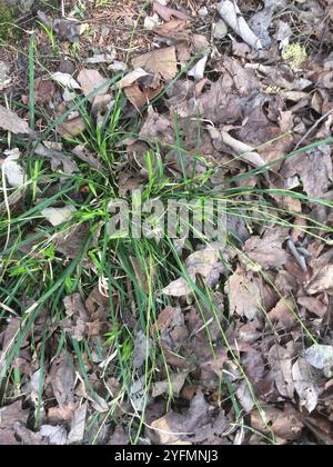 long-stalked sedge (Carex pedunculata), Plantae, Kirtland, OH 44094 ...