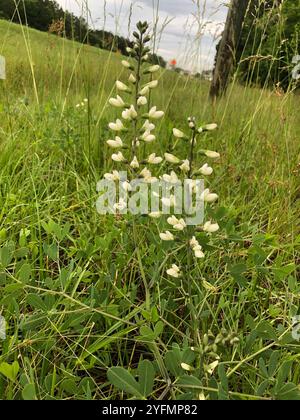 thin-pod white wild indigo (Baptisia alba macrophylla Stock Photo - Alamy