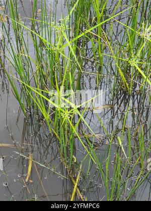 Green Flatsedge (Cyperus virens Stock Photo - Alamy