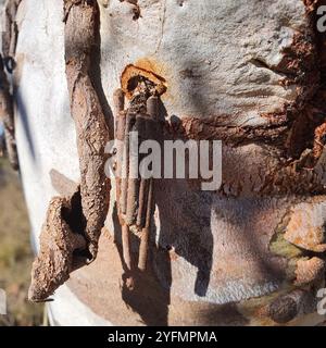 Case Moths (Clania Stock Photo - Alamy