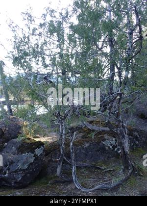 Seaside Juniper (Juniperus maritima Stock Photo - Alamy