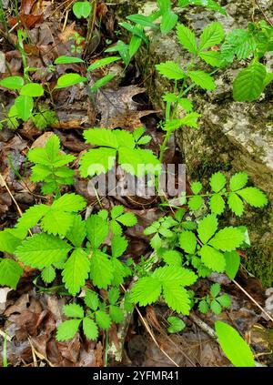 Beaked Agrimony (Agrimonia rostellata Stock Photo - Alamy