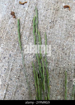 Canada bluegrass (Poa compressa Stock Photo - Alamy