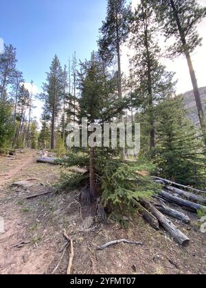 pines, spruces, larches, and allies (Pinoideae Stock Photo - Alamy