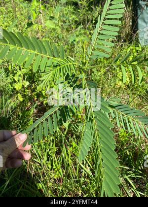 Rattlebush (Sesbania drummondii Stock Photo - Alamy
