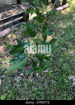 sand post oak (Quercus margaretiae Stock Photo - Alamy