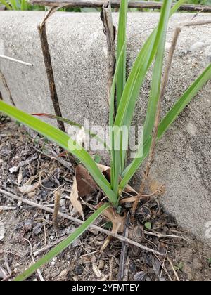 spiderworts and allies (Commelinales Stock Photo - Alamy