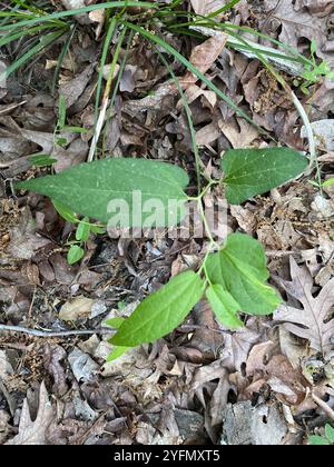 Virginia snakeroot (Aristolochia serpentaria Stock Photo - Alamy