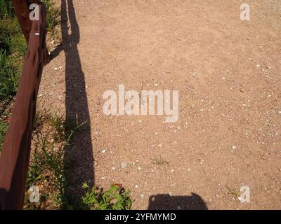 Common Spotted Whiptail (Aspidoscelis gularis) Reptilia Stock Photo - Alamy