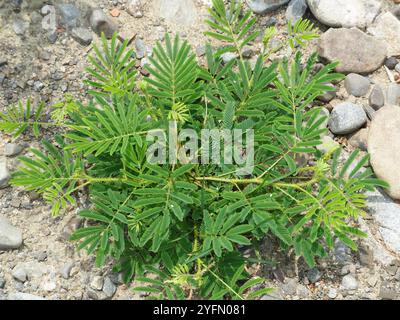 giant false sensitive plant (Mimosa diplotricha Stock Photo - Alamy