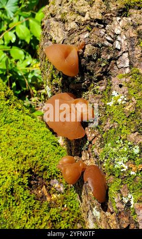 Jelly Tree Ear (Auricularia americana) Fungi Stock Photo - Alamy