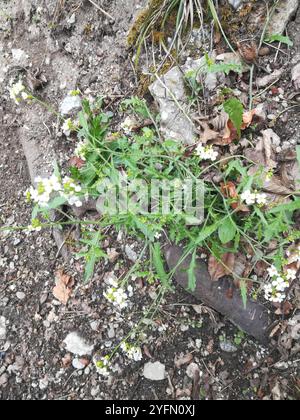 Sand Rock-cress (Arabidopsis arenosa Stock Photo - Alamy