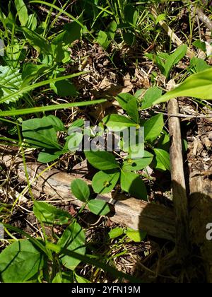 Running Strawberry-bush (Euonymus obovatus Stock Photo - Alamy