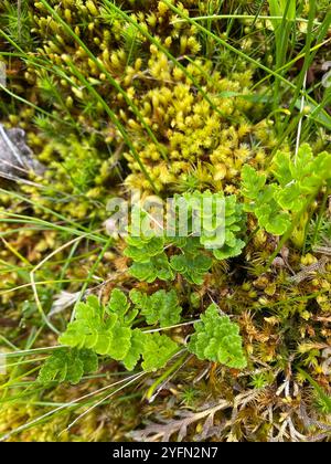American parsley fern (Cryptogramma acrostichoides Stock Photo - Alamy