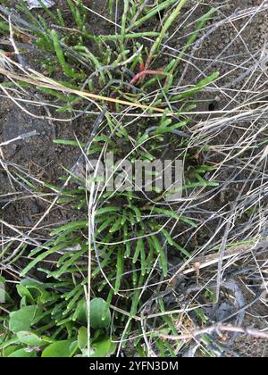 Virginia Glasswort (Salicornia depressa Stock Photo - Alamy