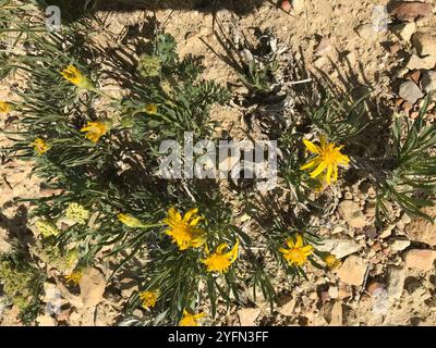 Thrift Mock Goldenweed (Stenotus armerioides Stock Photo - Alamy