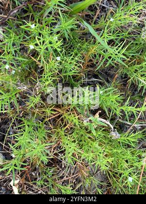 Rust Weed (Polypremum procumbens Stock Photo - Alamy