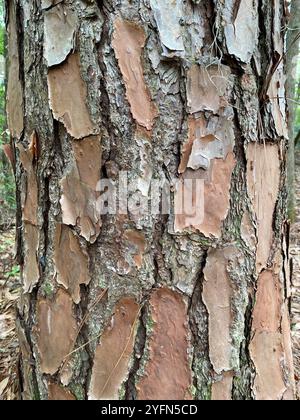 Typical Slash Pine (Pinus elliottii elliottii Stock Photo - Alamy
