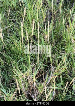 seashore dropseed (Sporobolus virginicus Stock Photo - Alamy