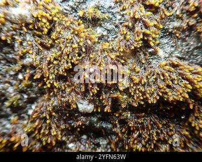 Black Rock Moss (Andreaea rupestris) Plantae Stock Photo - Alamy
